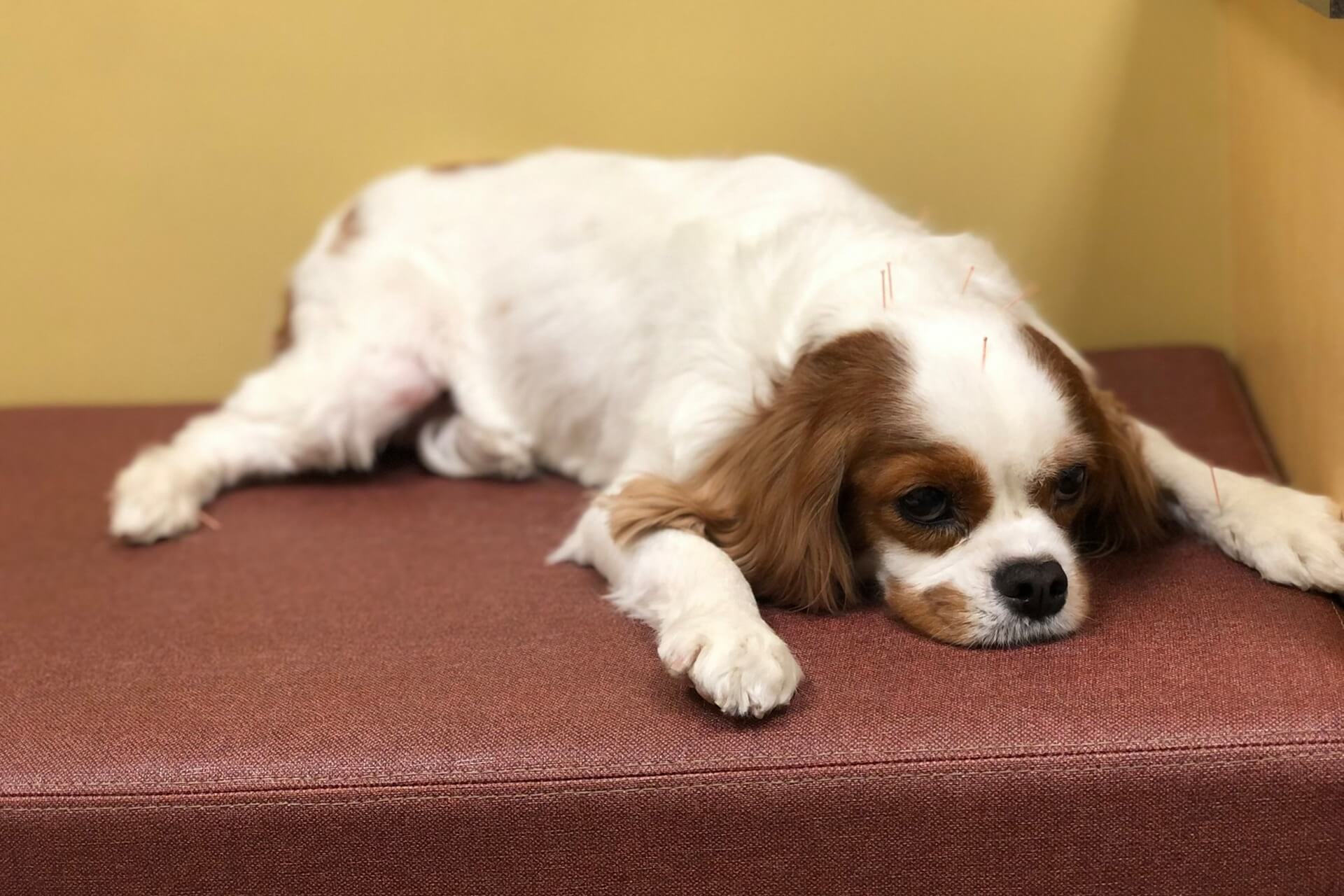 Pet Alternative Therapy In Osseo, MN 55369 | Douglas Animal Hospital