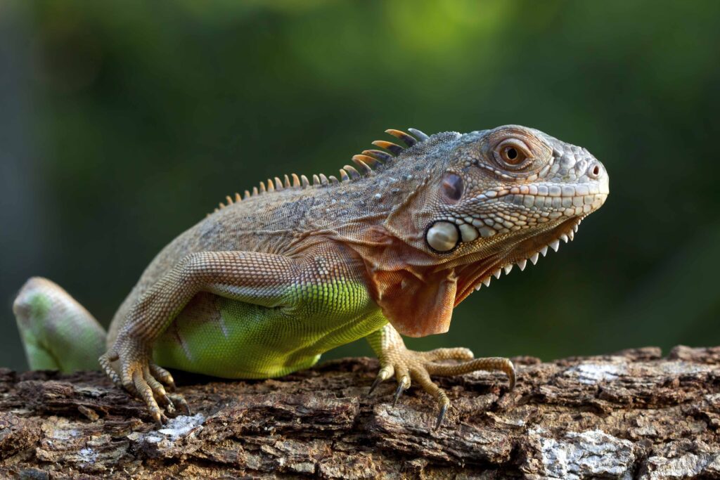 Exotic Pet Care In Osseo, MN 55369 | Douglas Animal Hospital