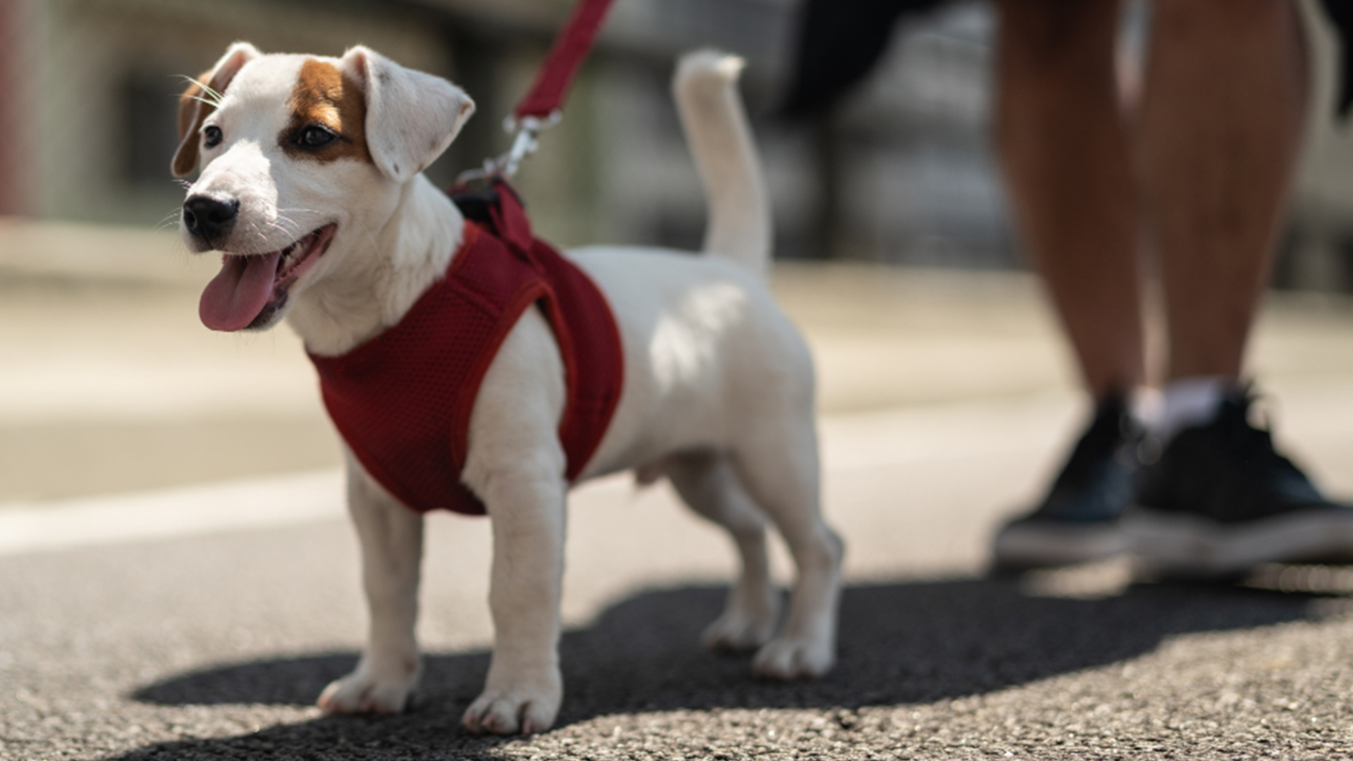 Pet Information In Osseo, MN 55369 | Douglas Animal Hospital