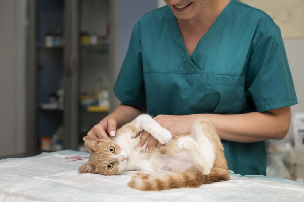 Douglas Animal Hospital Gallery | Vet Clinic In Osseo, MN 55369