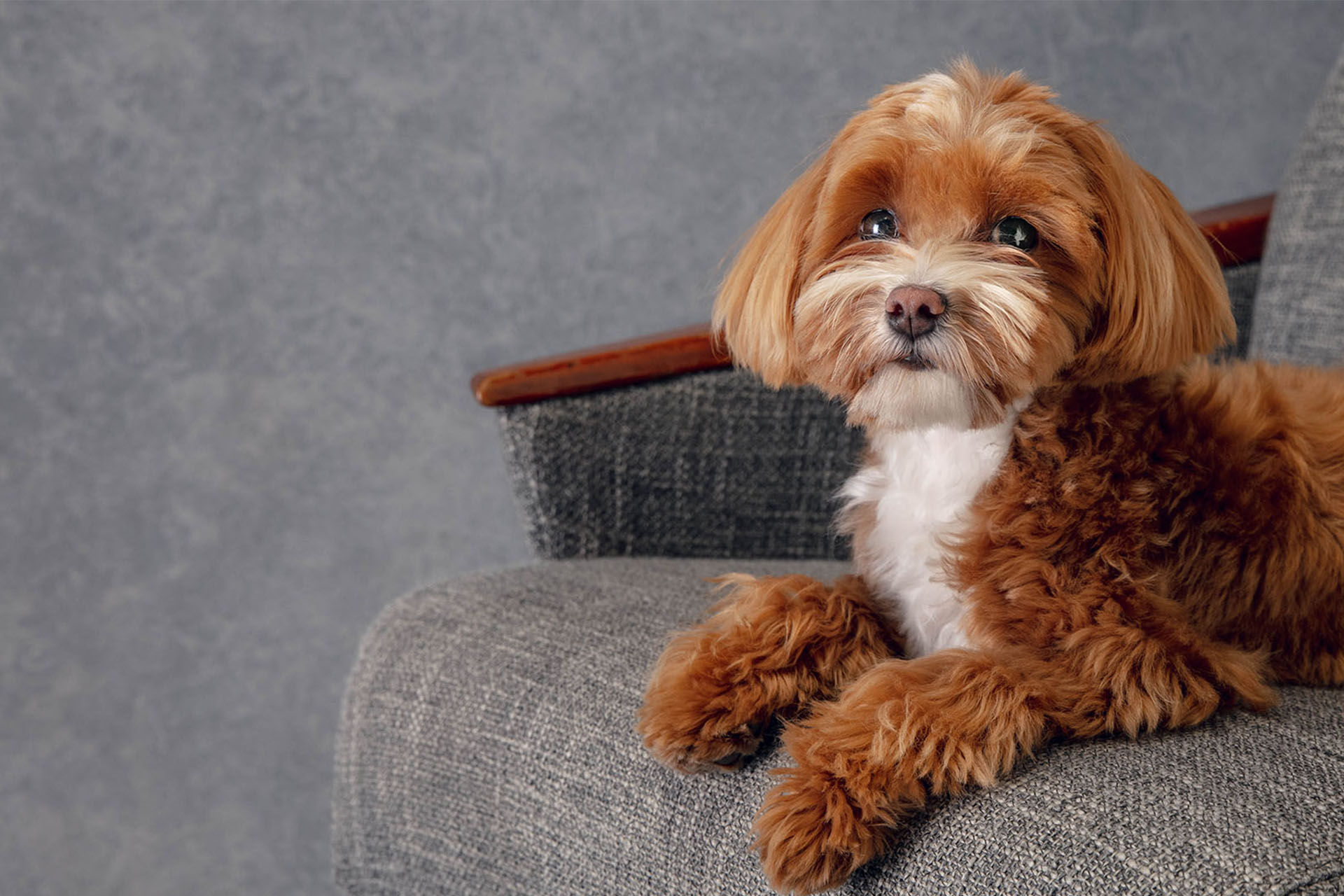 Payment Options For Veterinary Care | Douglas Animal Hospital